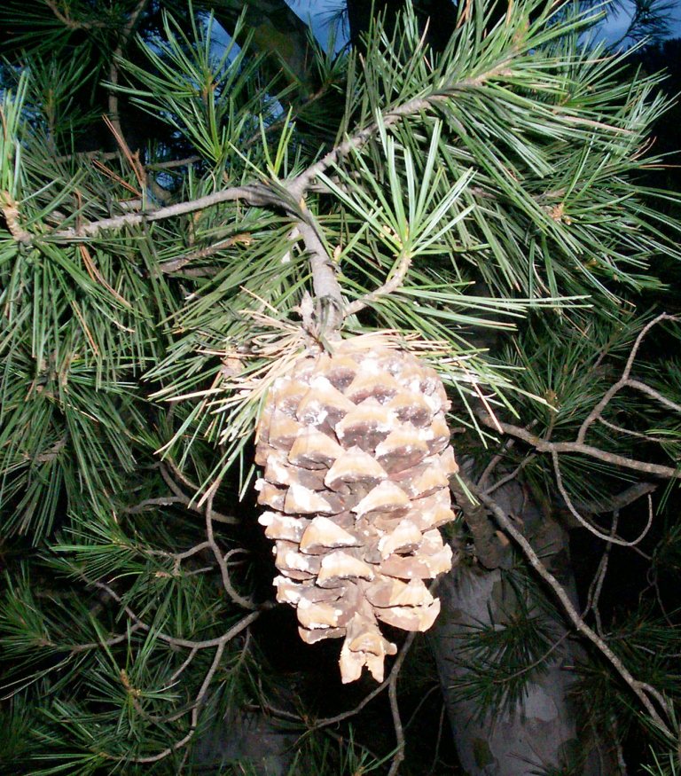 Pinus gerardiana – eFlora of India